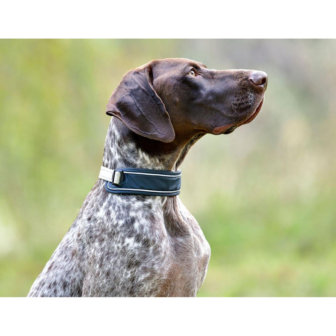 Explorer Dog Collar – Taupo Equestrian Supplies